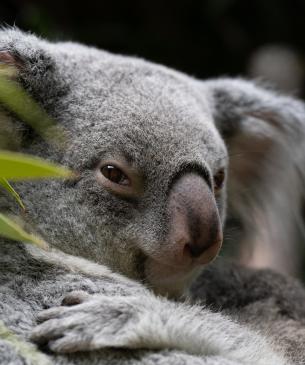 Koala | Columbus Zoo and Aquarium